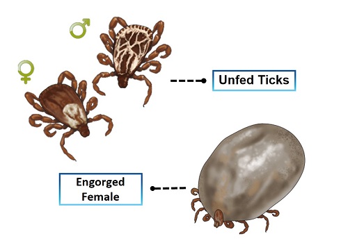 Dog Ticks | NexGard®
